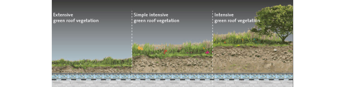 Extensive or Intensive Roof: Which one is your player?